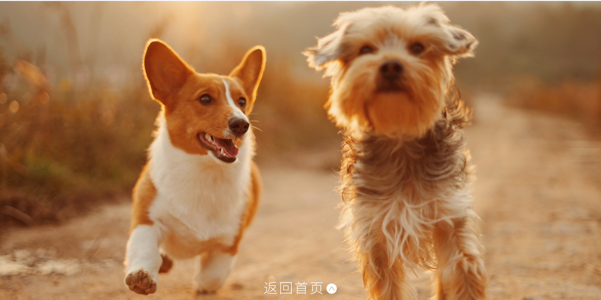 Chongker官方旗舰店 - 京东