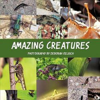 【】Amazing Creatures