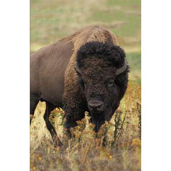 【】Bison Blank Journal