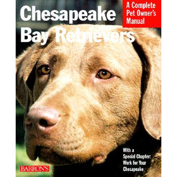 【】Chesapeake Bay Retrievers
