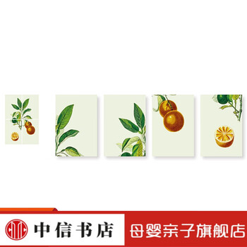 手绘植物明信片4片装 听见花开的声音2019世园会限量纪念文创 盛夏甜橙