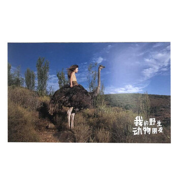 【赠品勿拍】我的野生动物朋友----明信片（单独拍下，不发货）
