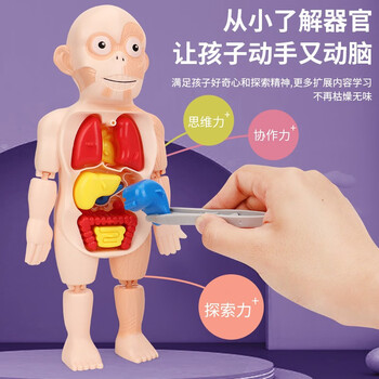 儿童人体器官组装拼接模型DIY 中小学生益智医学生物实验教具学具早教STEM科技小制作