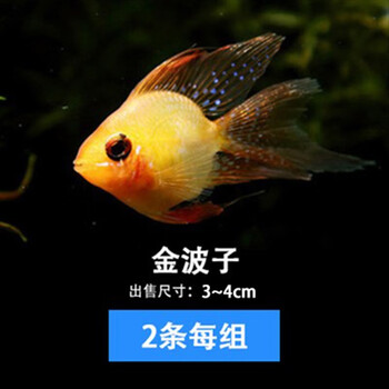 梦茜儿（MEXEMINA）金波子阿凡达观赏鱼小型淡水迷你宝蓝白金鹦鹉鱼种鱼荷兰凤凰球鱼 金红色 3-4cm金波子2条【图片 价格 品牌 报价】-京东