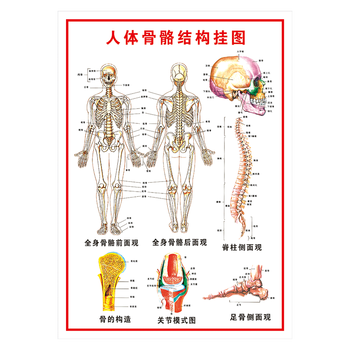 医院科室挂画宣传画海报人体骨骼结构挂图示意图贴画WSA25 覆膜防水PP贴纸 70*50厘米