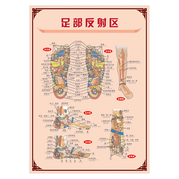 中医养生文化宣传画海报展板足部反射区挂图足疗穴位墙贴画覆膜防水贴纸WSA57 WSA57-03 足部反射区 70*50厘米 覆膜防水PP贴纸