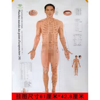 S世界卫生组织标准针灸穴位挂图（男） 汉法对照 黄龙祥主编    2017年12月出版 版次1  人