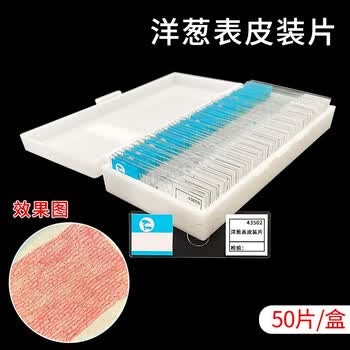 生物切片永久装片人血涂片人体四大组织字母e上字初高中神经装片 洋葱表皮装片50片