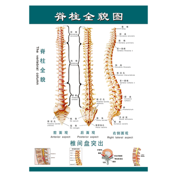 中医宣传画挂图中药配伍禁忌歌十八反十九畏歌脊柱图墙贴画WSA WSA39 脊柱全貌图 120*80厘米 覆膜防水PP贴纸