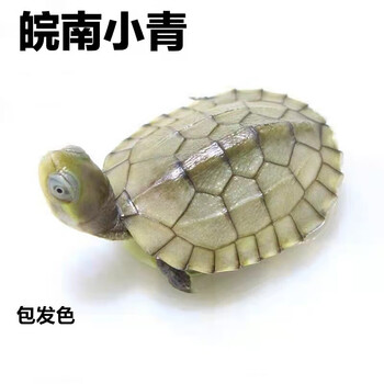 梦茜儿（MEXEMINA）西非沼泽龟侧颈歪脖子龟小可爱乌龟 北石4-5厘米【图片 价格 品牌 报价】-京东