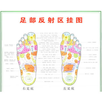 足部反射区挂图