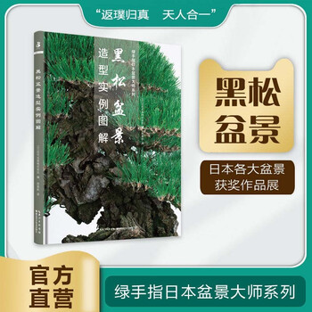 黑松盆景造型实例图解