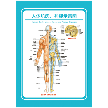 医院科室挂图解剖图人体神经系统概观示意图宣传画贴画WSA52 WSA52-01 人体肌肉神经示意图 70*50厘米 PP覆膜防水贴纸