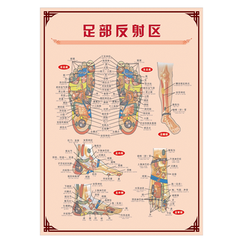 中医养生按摩国家标准足穴挂图脚底足部反射区宣穴位图传画WSA WSA57-03 足部反射区 70x100cm  PP覆膜贴纸