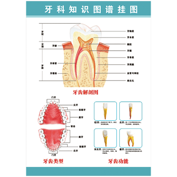 牙科宣传画口腔科海报牙齿结构功能知识解剖图谱挂图墙贴画WSA54 WSA54-01 牙齿解剖图 50x70cm  PP覆膜贴纸