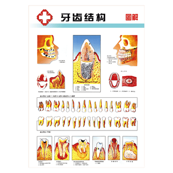 牙科宣传画挂图海报牙齿结构图知识常识示意图解剖图PP防水覆膜贴纸WSA13 WSA13-05 牙齿知识图解 70x100cm  防水油画布