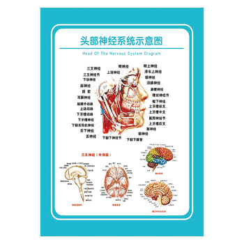 医院挂图解剖图肛管直肠人体结构神经系统概观示意图宣传画WSA52 WSA52-02 头部神经系统示意图 40*60cm  PP覆膜贴纸