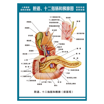 医院科室宣教挂图人体结构示意图器官解剖图全身骨骼图宣传画墙贴画覆膜防水贴纸WSA51 WSA51-01 胆道十二指肠和胰图 120*80厘米 覆膜防水PP贴纸