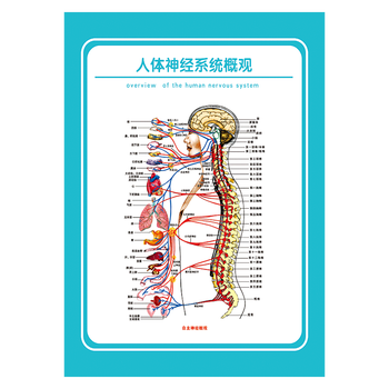 医院科室挂图解剖图人体神经系统概观示意图宣传画贴画WSA52 WSA52-05 人体神经系统概观 60*40厘米 PP覆膜防水贴纸