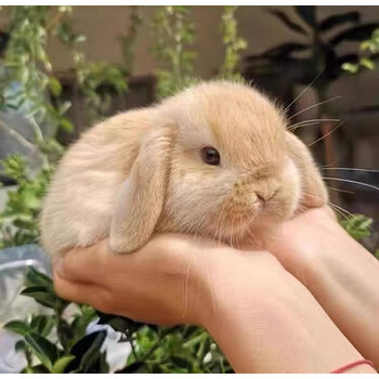 梦茜儿（MEXEMINA）兔子活物侏儒兔凤眼小型茶杯兔长不大不咬人宿舍荷兰垂耳兔活体 黄色垂耳兔【多重礼品】【图片 价格 品牌 报价】-京东