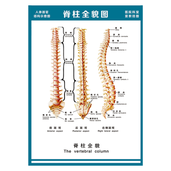 医院科室宣教挂图人体结构示意图器官解剖图全身骨骼图宣传画墙贴画覆膜防水贴纸WSA51 WSA51-05 脊柱全貌图 80*60厘米 覆膜防水PP贴纸