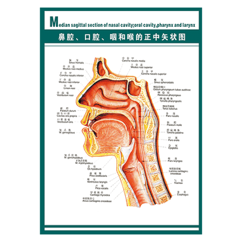 定制医院挂图海报人体器官系统结构图示意图解剖图墙贴画覆膜防水贴纸WSA12 WSA12-04 鼻腔口腔正中矢状图 60*40厘米 覆膜防水PP贴纸