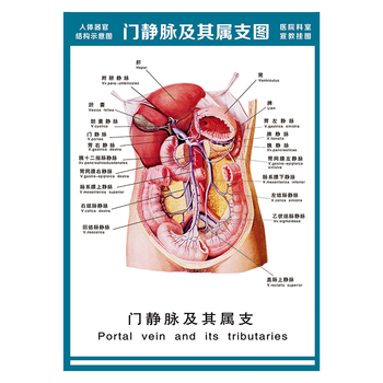 医院科室宣教挂图人体结构示意图器官解剖图全身骨骼图宣传画墙贴画覆膜防水贴纸WSA51 WSA51-06 门静脉及其属支图 70*50厘米 覆膜防水PP贴纸