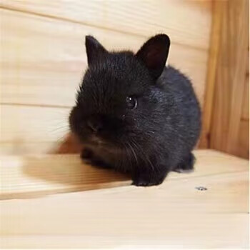 梦茜儿（MEXEMINA）兔子活物侏儒兔凤眼小型茶杯兔长不大不咬人宿舍荷兰垂耳兔活体 黑色侏儒兔【多重礼品】【图片 价格 品牌 报价】-京东