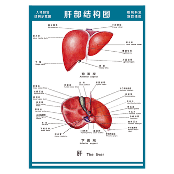 医院科室宣教挂图人体结构示意图器官解剖图全身骨骼图宣传画墙贴画覆膜防水贴纸WSA51 WSA51-02 肝部结构图 100*70厘米 覆膜防水PP贴纸