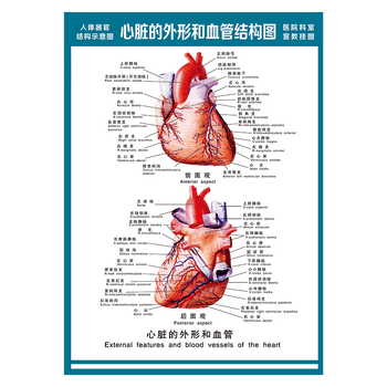 医院科室挂图人体解剖图心脏外形和血管结构图示意图宣传画WSA51 WSA51-20 心脏外形和血管 70*50厘米