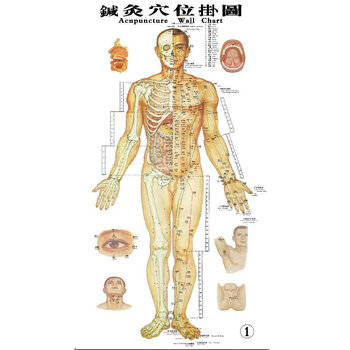 全新正版 针灸穴位挂图真人版 3张 北京科学技术出版社