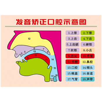 发音器官图解宣传画海报挂图发音矫正口腔示意图墙贴画覆膜防水贴纸WSA83 WSA83-01 发音矫正口腔示意图 60*40厘米 PP覆膜防水贴纸
