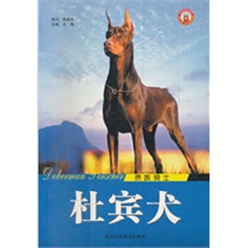 贵族骑士杜宾犬 世界名犬系列