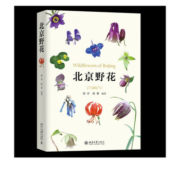 北京野花