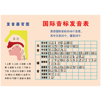 发音器官图解宣传画海报挂图发音矫正口腔示意图墙贴画覆膜防水贴纸WSA83 WSA83-02 发音器官图 120*80厘米 PP覆膜防水贴纸