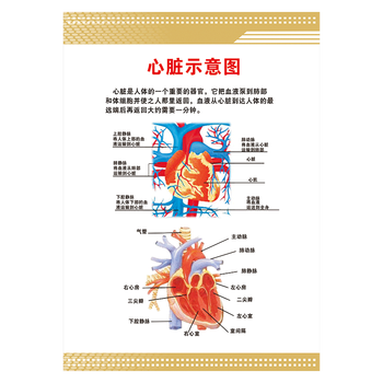 医院科室挂图人体解剖图心脏外形和血管结构图示意图宣传画WSA51 WSE43-04 心脏示意图 80*60厘米