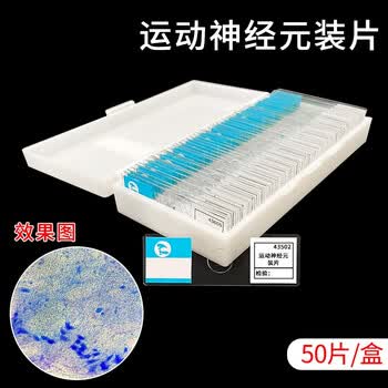 生物切片永久装片人血涂片人体四大组织字母e上字初高中神经装片 运动神经元装片50片
