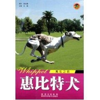 世界名犬-惠比特犬