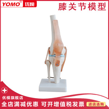 优模 人体关节模型 肩肘手髋膝踝关节功能附韧带模型 手足脚关节医用骨骼教学模型 XC-111 膝关节模型