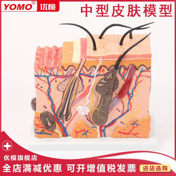 优模 立体皮肤模型 医用美容整形皮肤层次解剖 人体皮肤组织结构放大模型 皮肤切面模型 BOU-XC313-2 中型皮肤放大模型 70倍