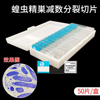 生物切片永久装片人血涂片人体四大组织字母e上字初高中神经装片 蝗虫精巣减数分裂切片50片
