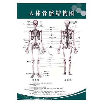医院科室挂图宣传画海报挂画人体骨骼结构图示意图贴画WSA24 覆膜防水PP贴纸 70*50厘米