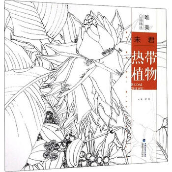 唯美白描精选 未君 热带植物