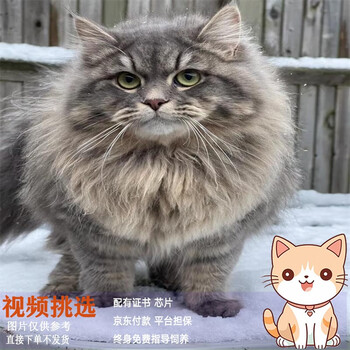 梦茜儿（MEXEMINA）纯种西伯利亚森林猫挪威森林猫幼猫不掉毛巨型大型猫活体宠物幼崽 宠物级 大头 公【图片 价格 品牌 报价】-京东