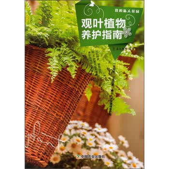 观叶植物养护指南