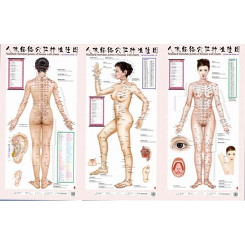 人体经络穴位标准挂图（女性）（套）（1套3张挂图）女性人体穴位经络大挂图中医美体针灸艾灸养生穴