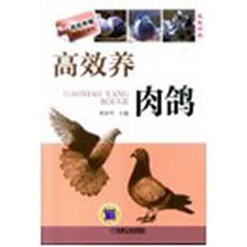 高效养肉鸽