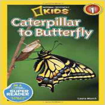 CATERPILLAR TO BUTTERFLY