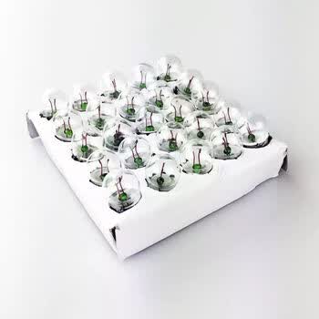 实验灯泡 螺口小电珠 初中物理电学实验器材 教学仪器 一盒50颗 1.5V