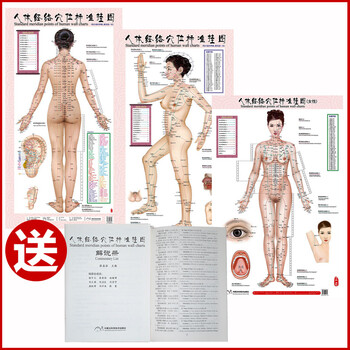 人体经络穴位标准挂图正侧背女性3张/套赠解说册 中医养生穴位图 男性经络挂图 家庭保健图